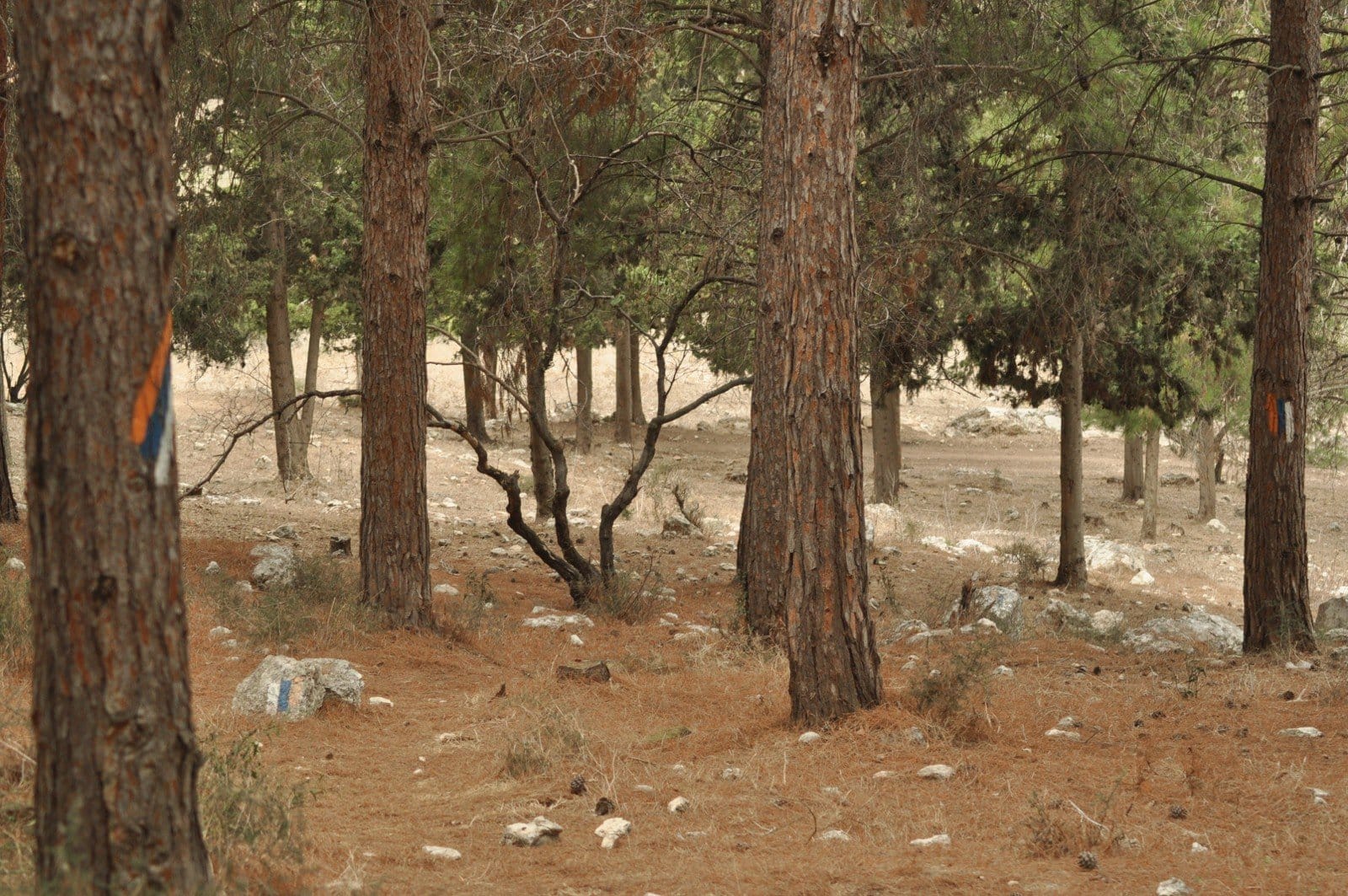 Between Ecology and Ideology: Climate Change and Forestation Sciences ...