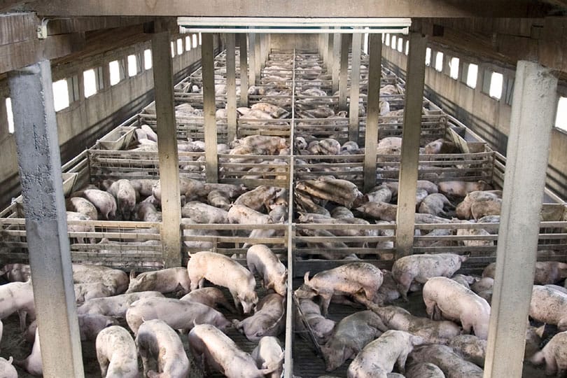 The Food on Christian Tables and the Danger of Abstract Concern ...