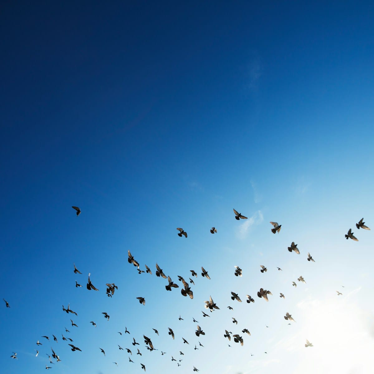 The Freedom of the Spirit | Political Theology Network